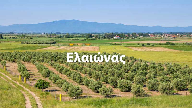 Ελαιώνας | MyOlivePlant - Ελαιώνας γνώση οικονομία