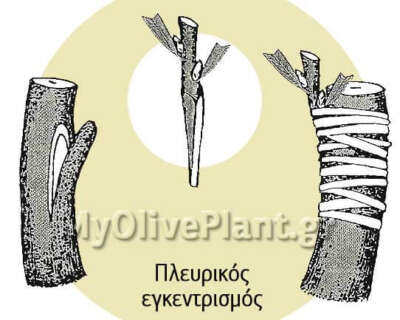 Ο πολλαπλασιασμός της ελιάς | MyOlivePlant - Ελαιώνας γνώση οικονομία