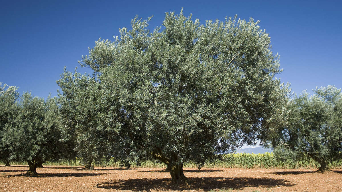Οδηγός του παραγωγικού Ελαιώνα
