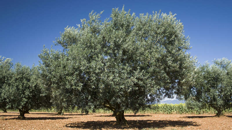 Οδηγός του παραγωγικού Ελαιώνα